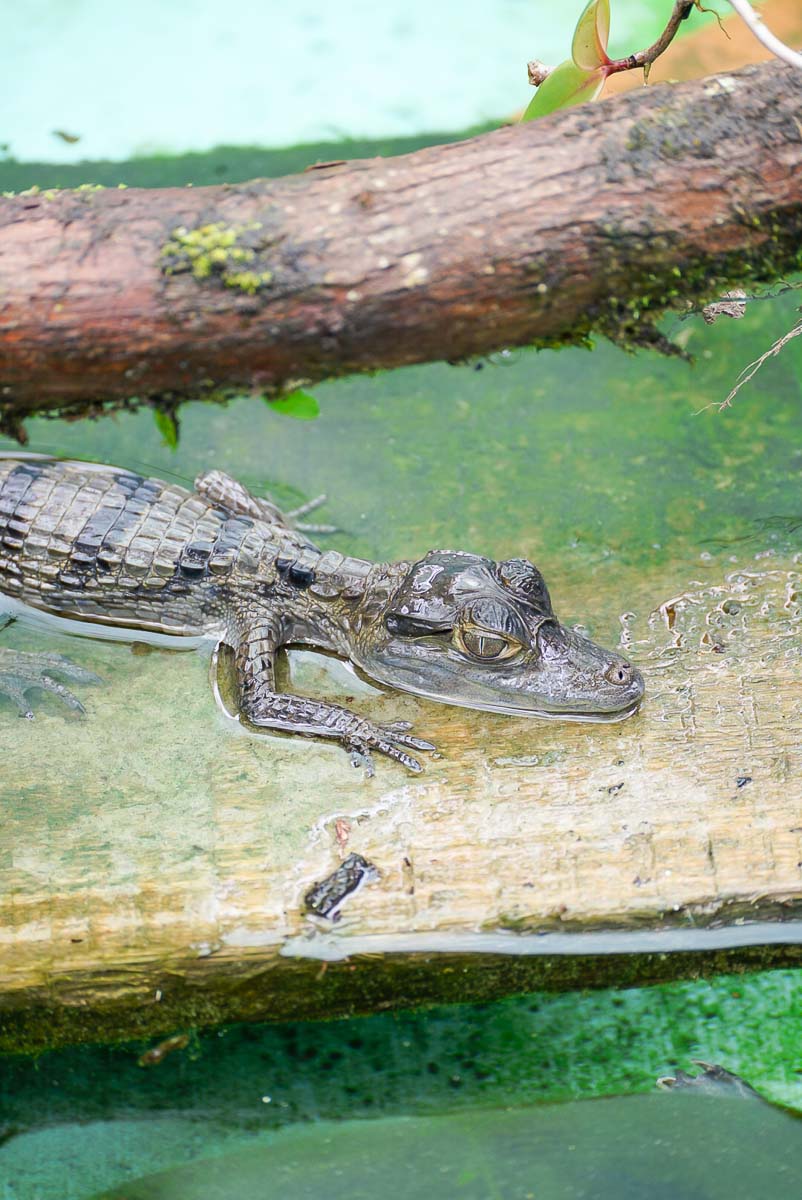 The Amazon River Animals You See on a River Cruise | Couple in the Kitchen