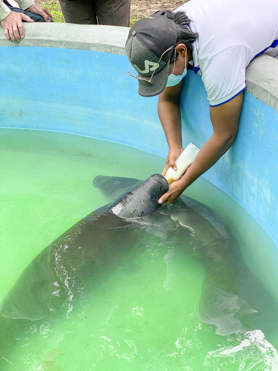 The Amazon River Animals You See on a River Cruise | Couple in the Kitchen