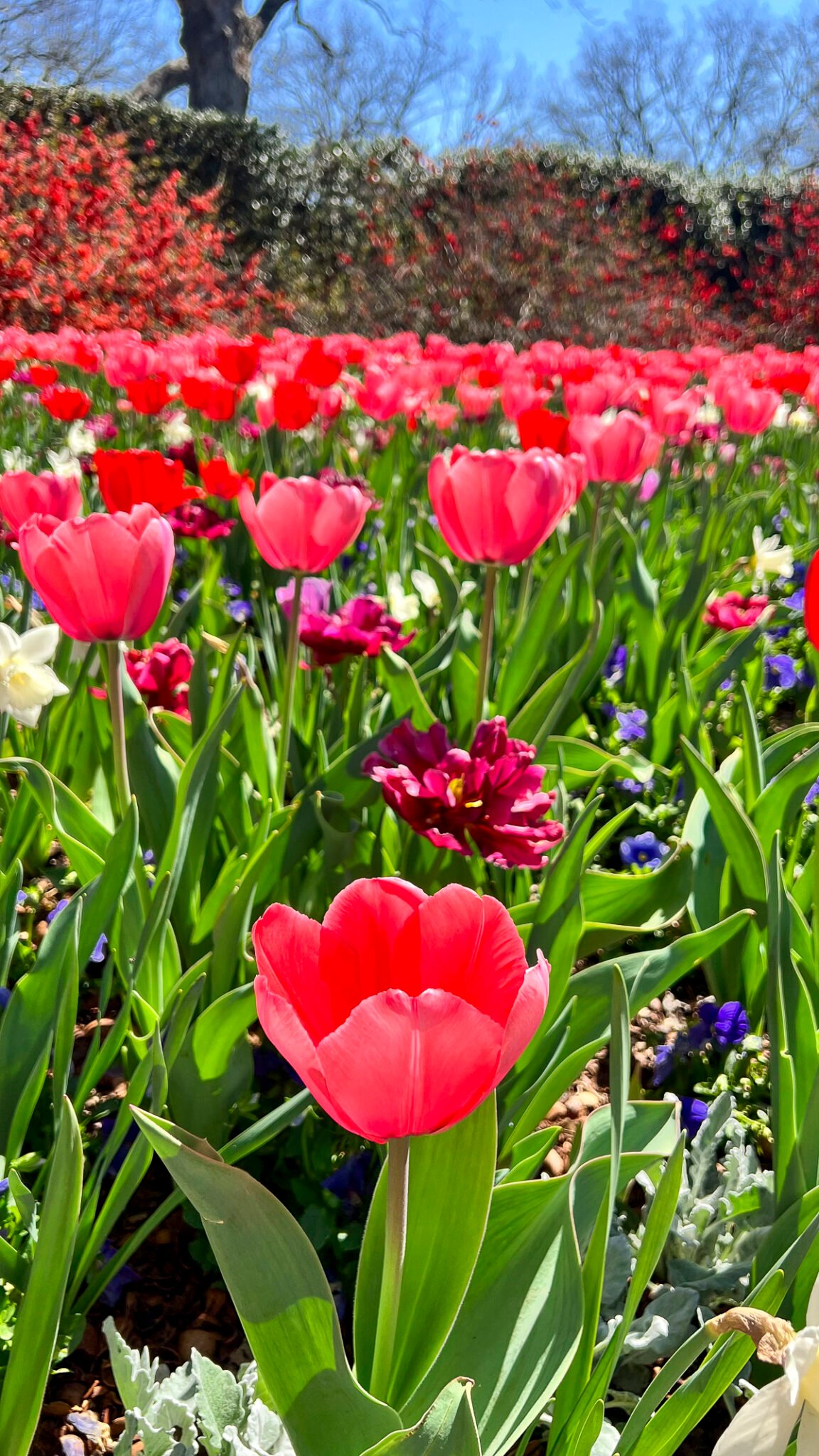 Five Great Things to do in Dallas in Spring | Couple in the Kitchen