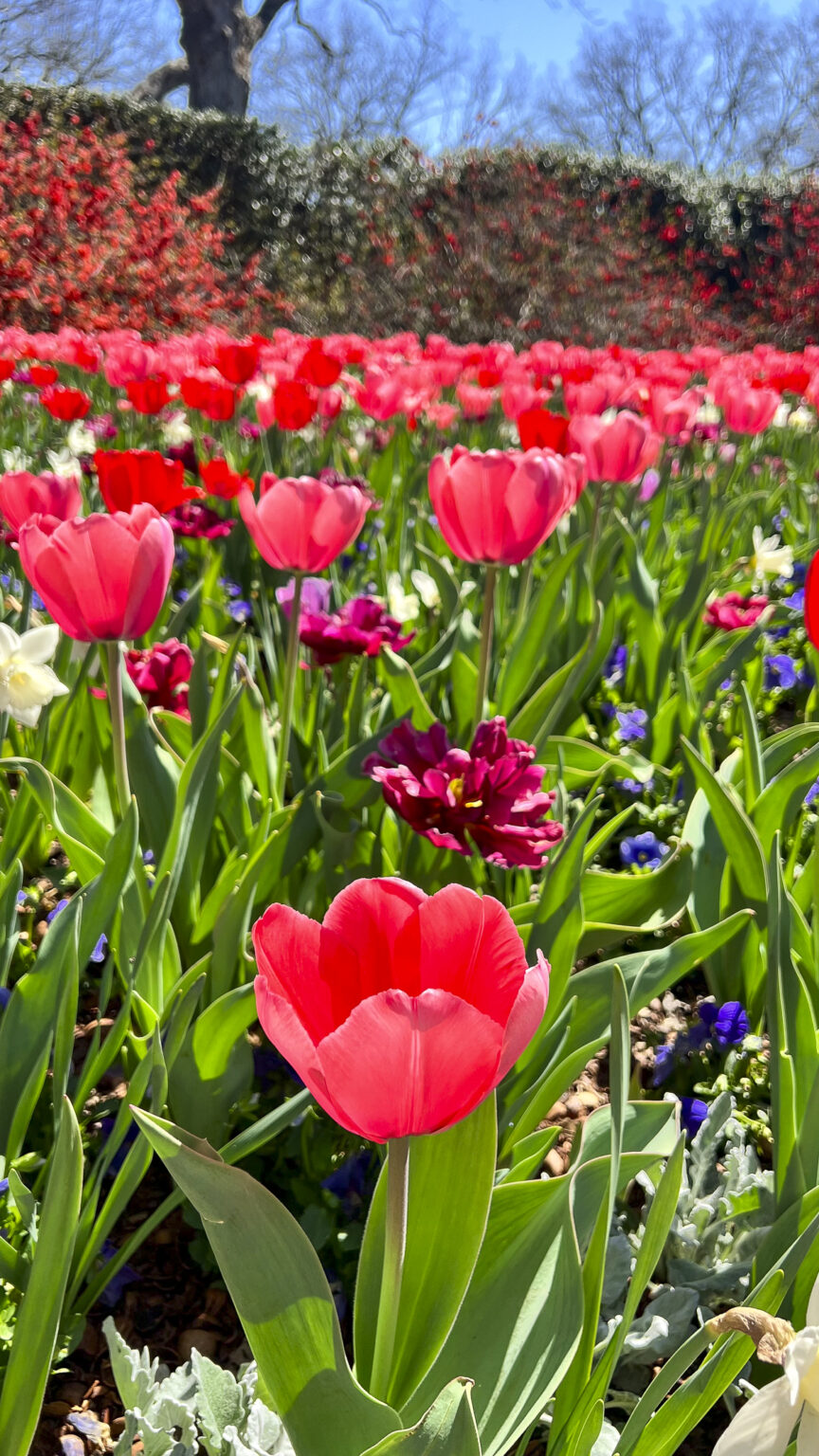 Five Great Things to do in Dallas in Spring | Couple in the Kitchen