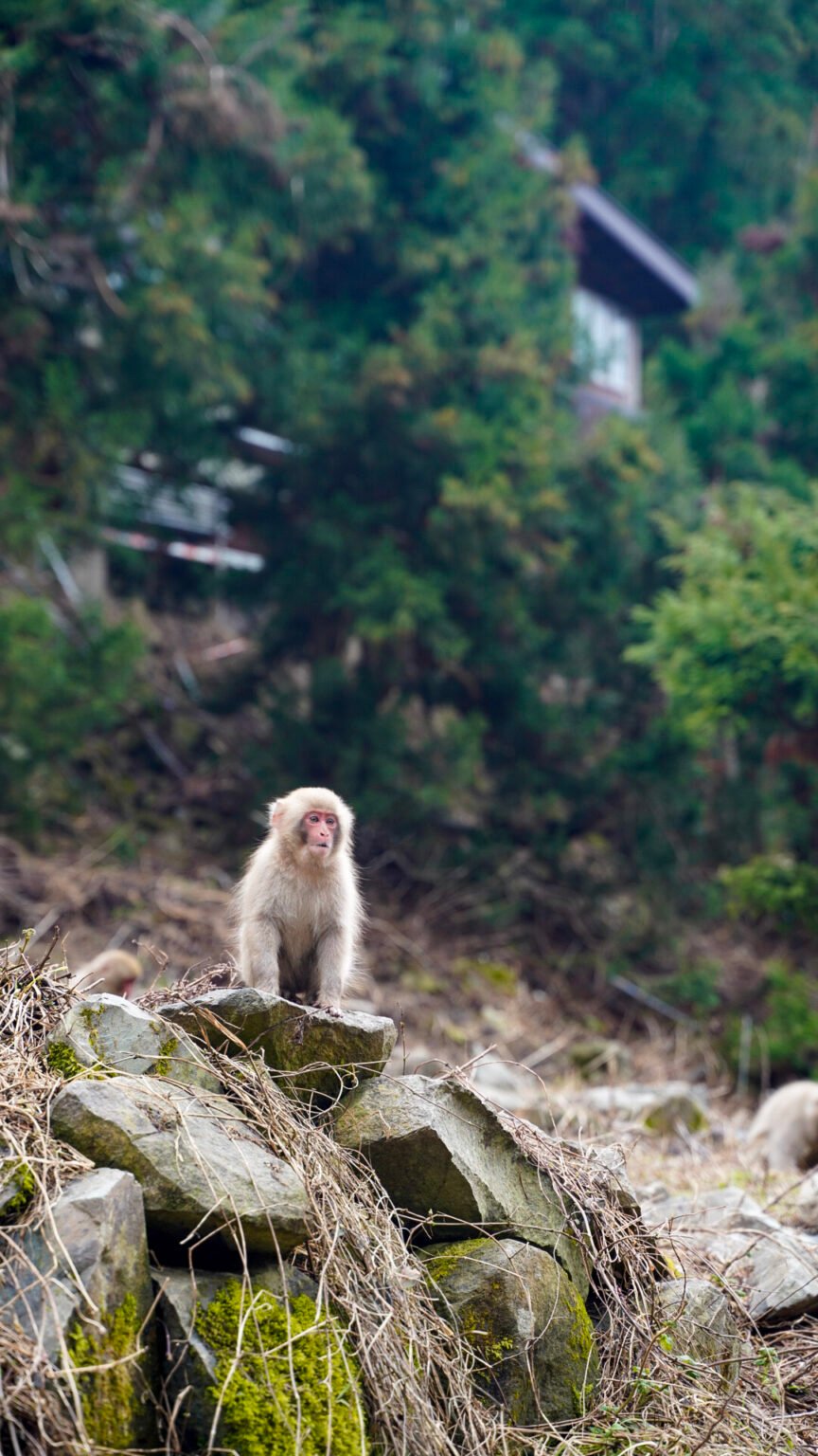 Japan Snow Monkeys in April (Everything You Need To Know) | Couple in ...