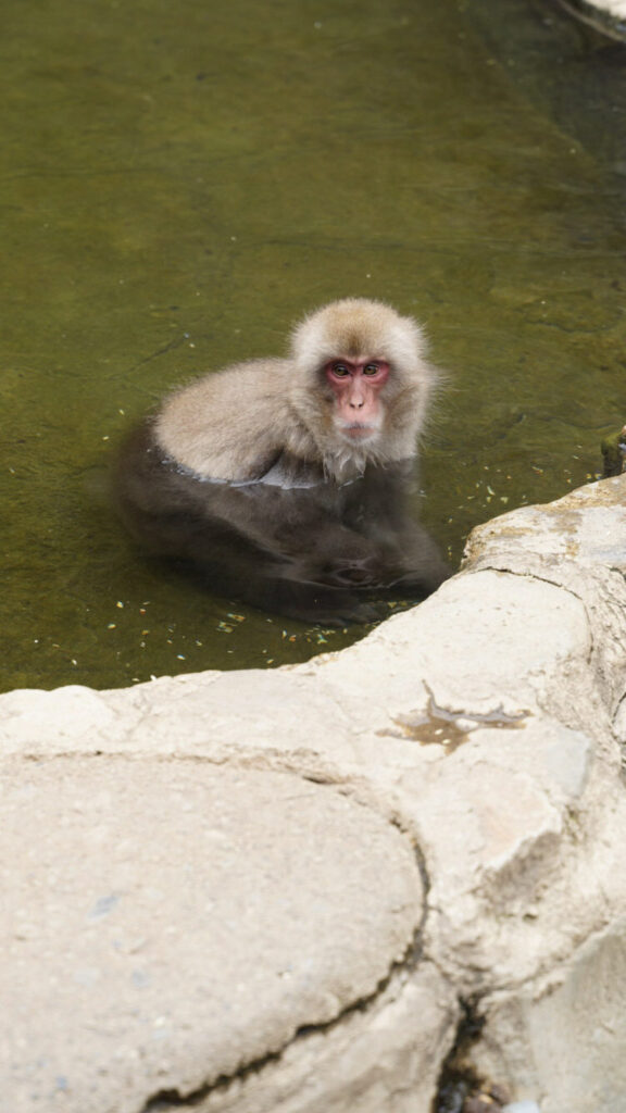 Japan Snow Monkeys in April (Everything You Need To Know) | Couple in ...