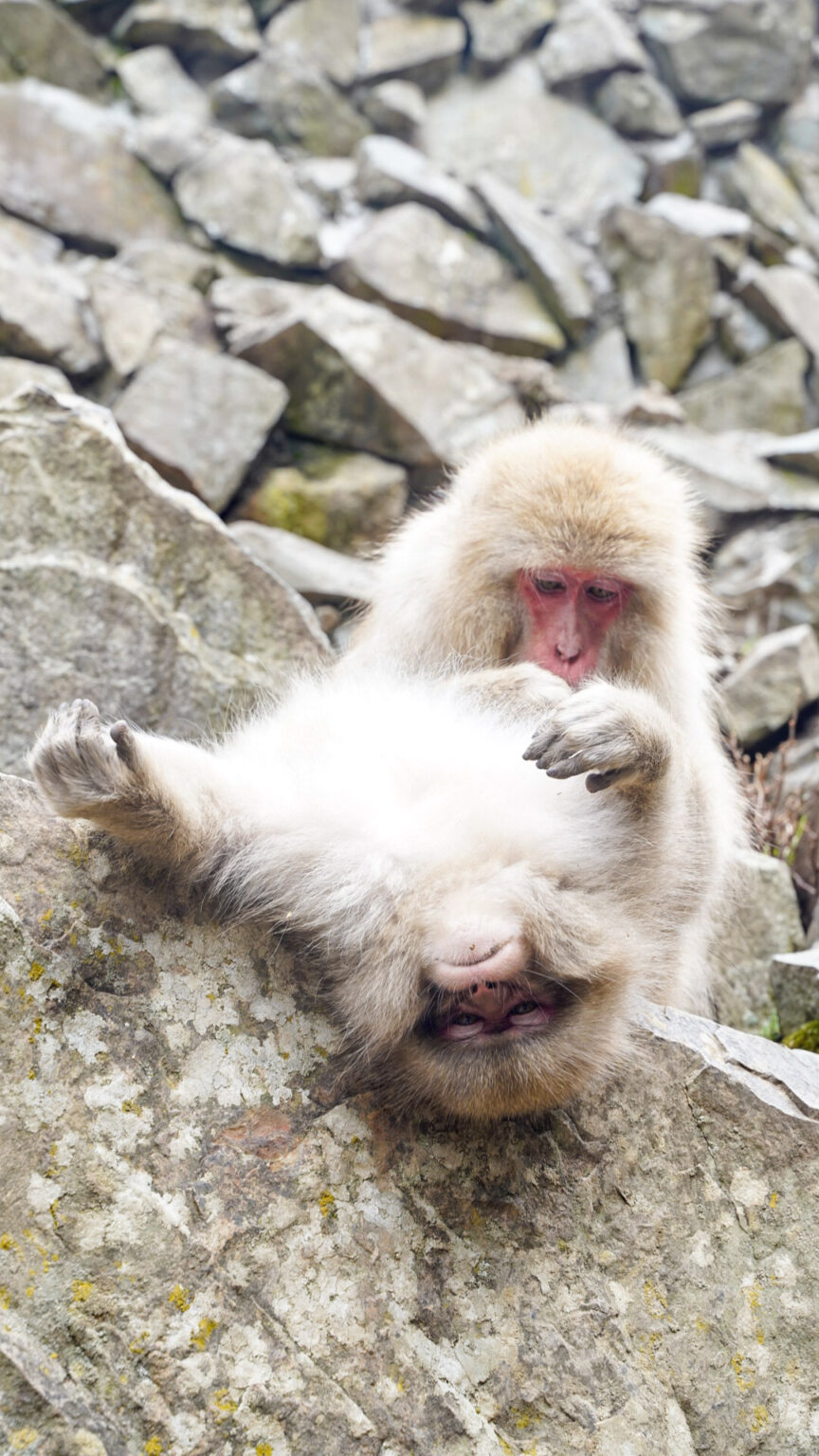 Japan Snow Monkeys in April (Everything You Need To Know) | Couple in ...