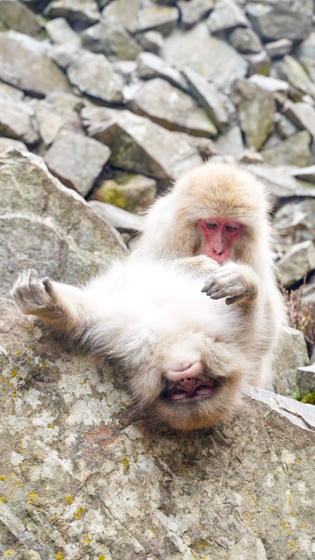 Japan Snow Monkeys in April (Everything You Need To Know) | Couple in ...