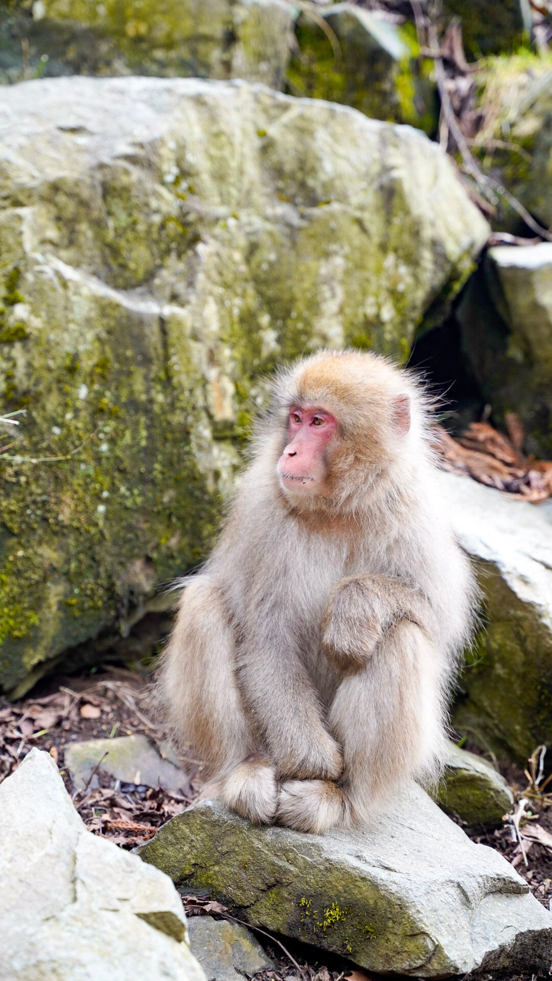 Japan Snow Monkeys in April (Everything You Need To Know) | Couple in ...