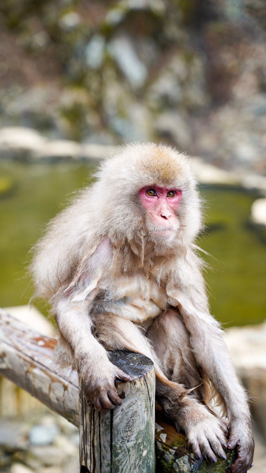 Japan Snow Monkeys in April (Everything You Need To Know) | Couple in ...
