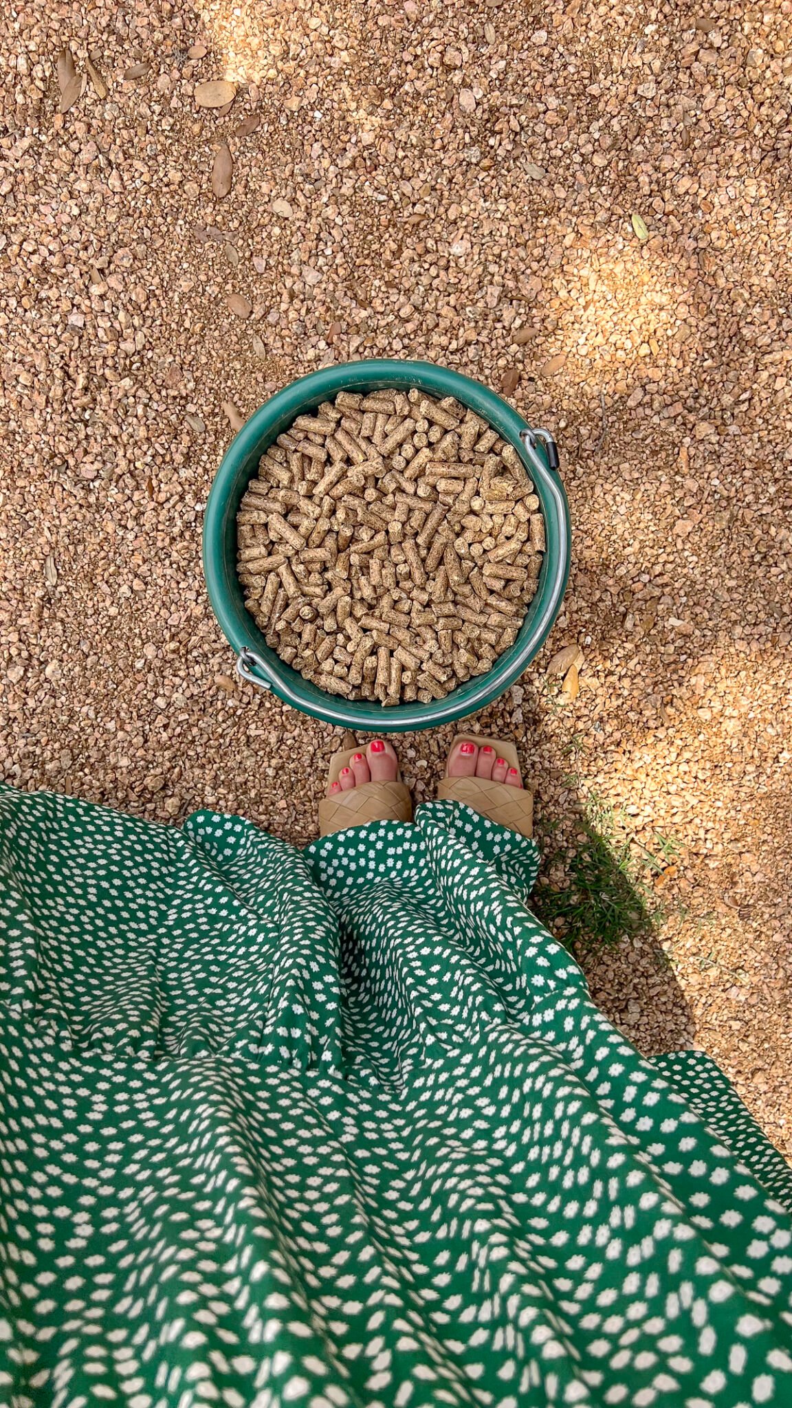 Complete Guide to Drive Thru Zoos in Texas | Couple in the Kitchen