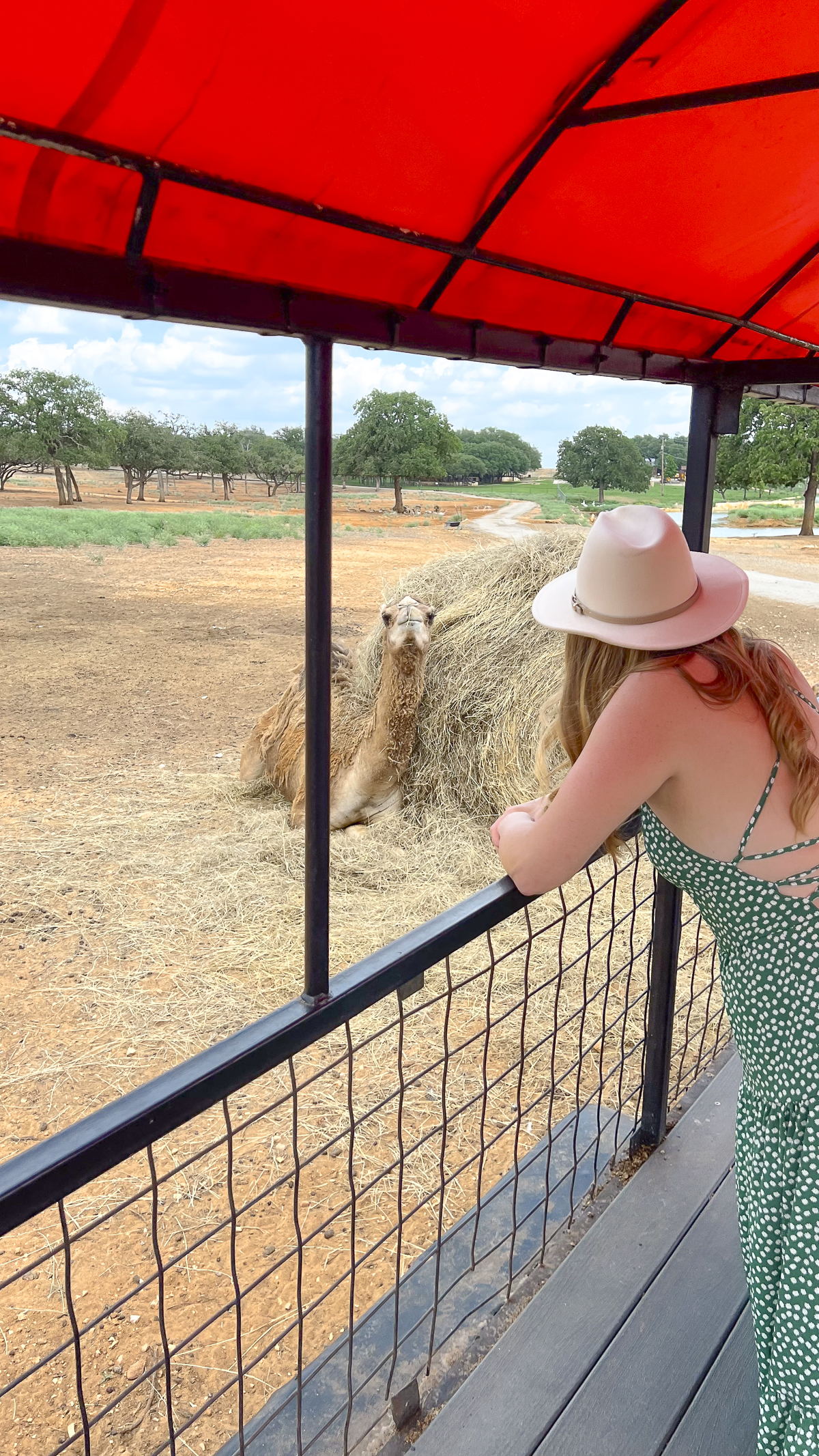 Complete Guide to Drive Thru Zoos in Texas | Couple in the Kitchen